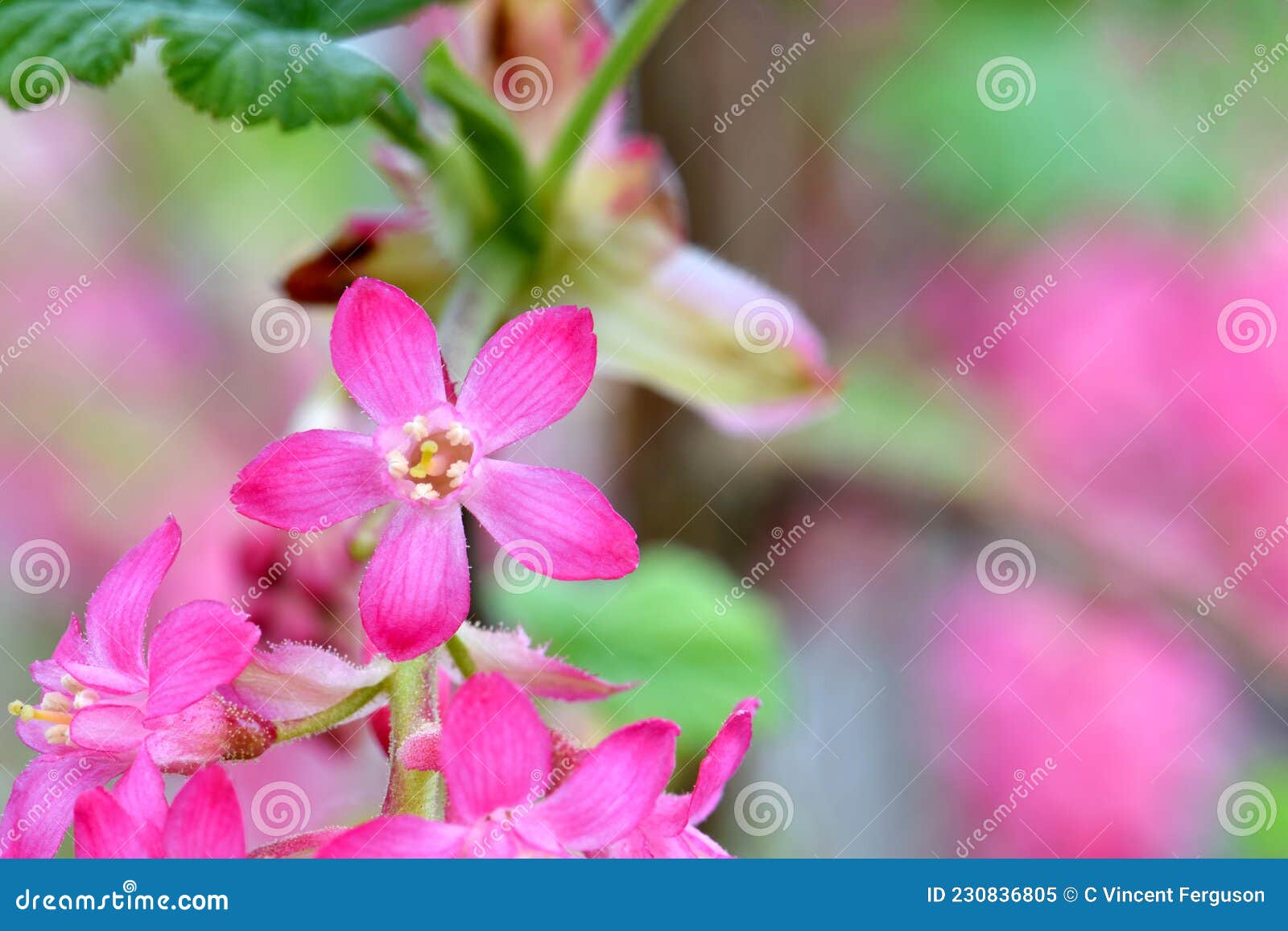 Five Petal Rose In The Sun Stock Photography | CartoonDealer.com #93230000