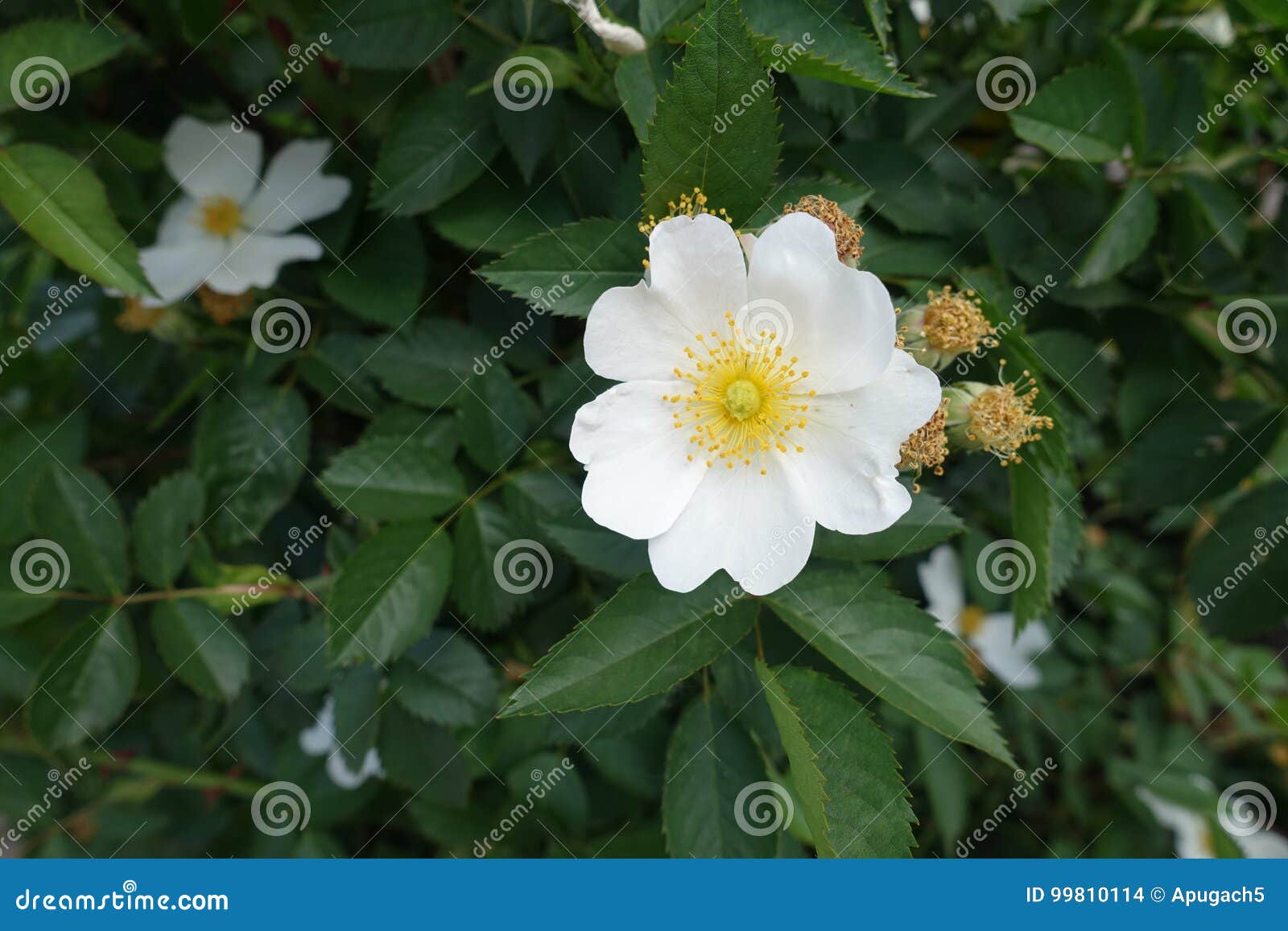 Five Petaled White Flower of Rose Stock Photo - Image of foliage, lush ...