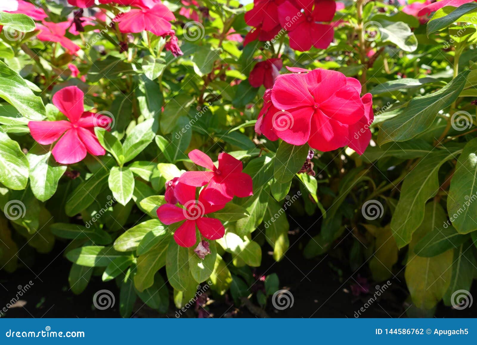 Five-petaled Red Flowers of Catharanthus Roseus Stock Photo - Image of ...