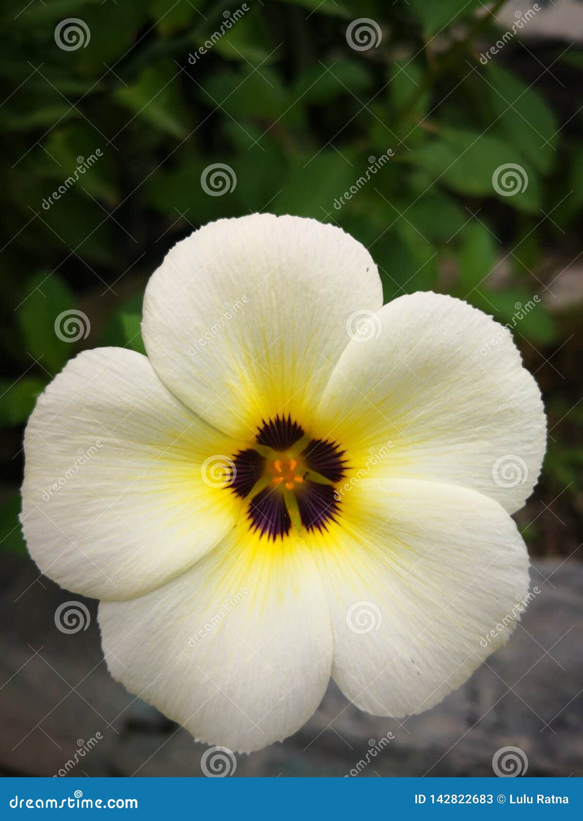 Five petals flower stock image. Image of plant, beautiful - 142822683