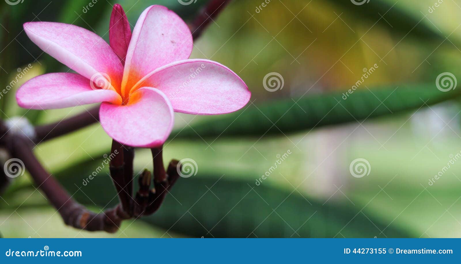 Five petals pink flower stock image. Image of tropical - 44273155