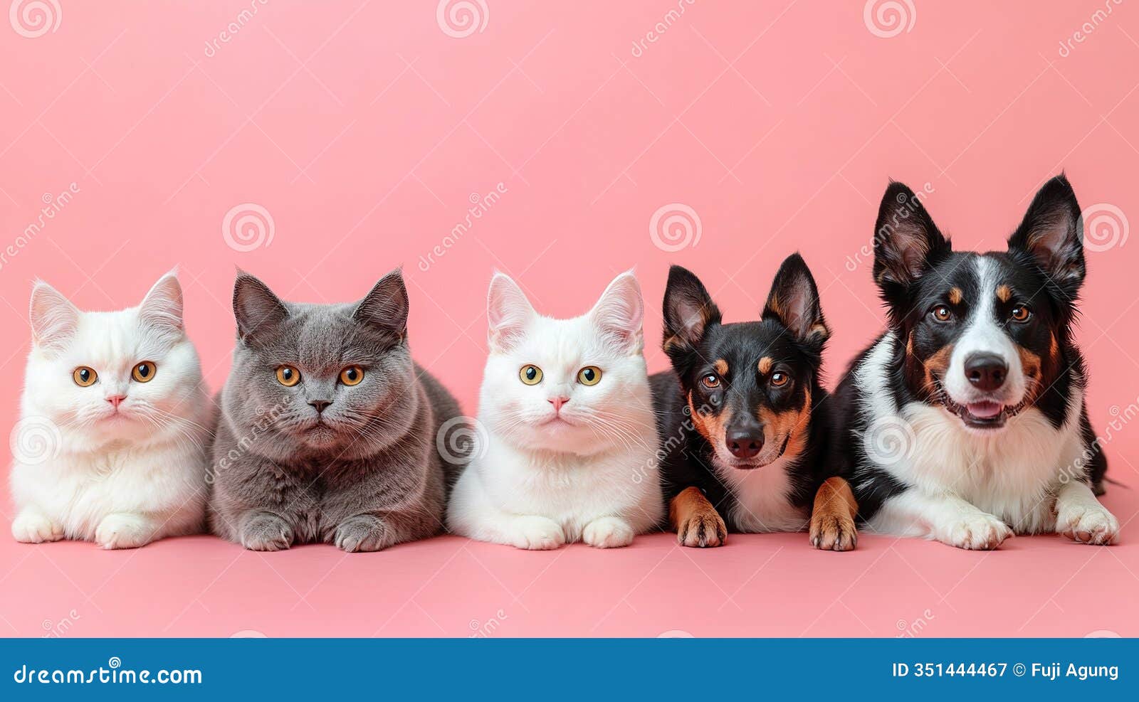 Five Pets, Two Cats and Three Dogs, Sitting in a Row Against a Pink ...