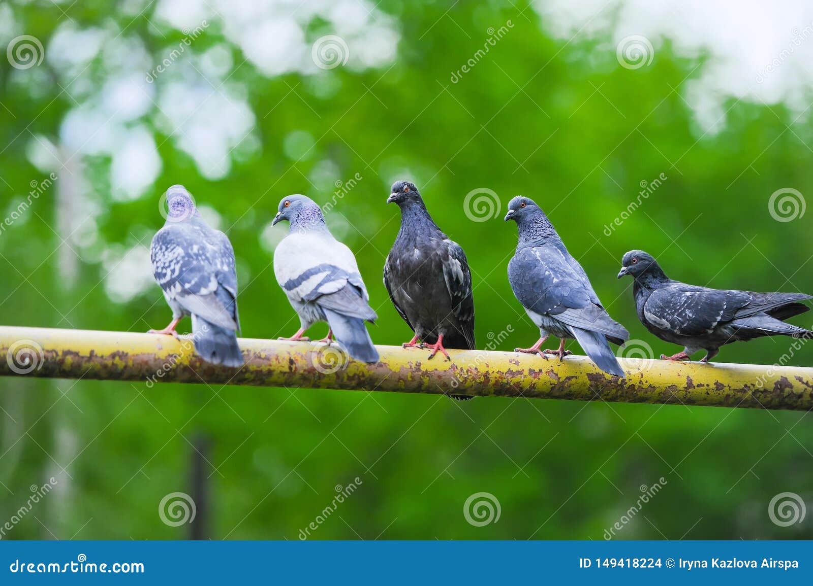 Pigeon Sitting On A Blue Railing Stock Photo | CartoonDealer.com #86370180