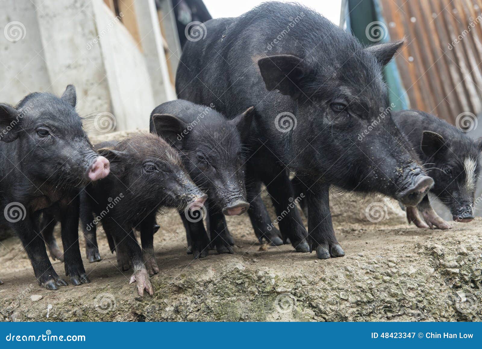 Five pigs stock image. Image of farm, large, food, mammal - 48423347