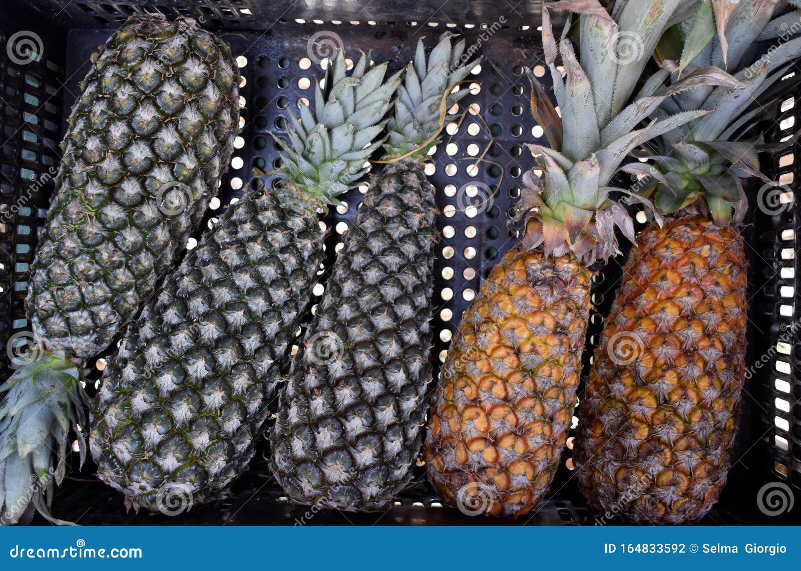 Five pineapples stock photo. Image of tropical, yellow - 164833592