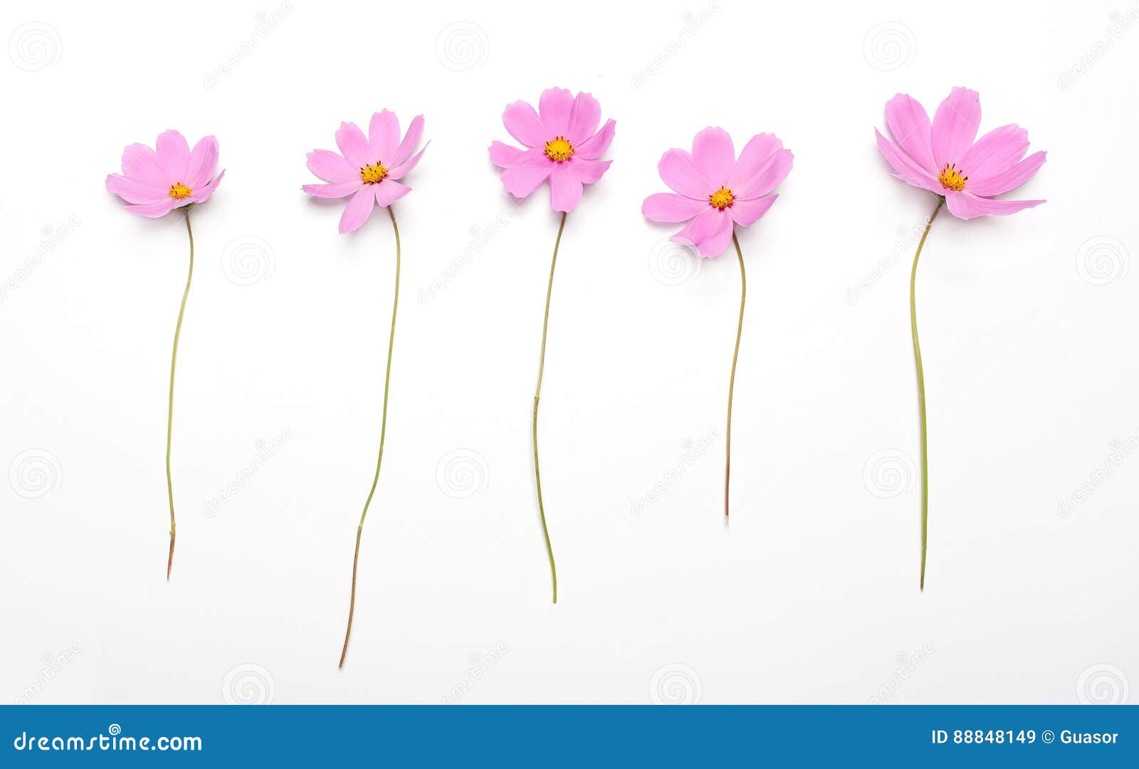 Five Pink Flowers Isolated on White Background Stock Image - Image of ...