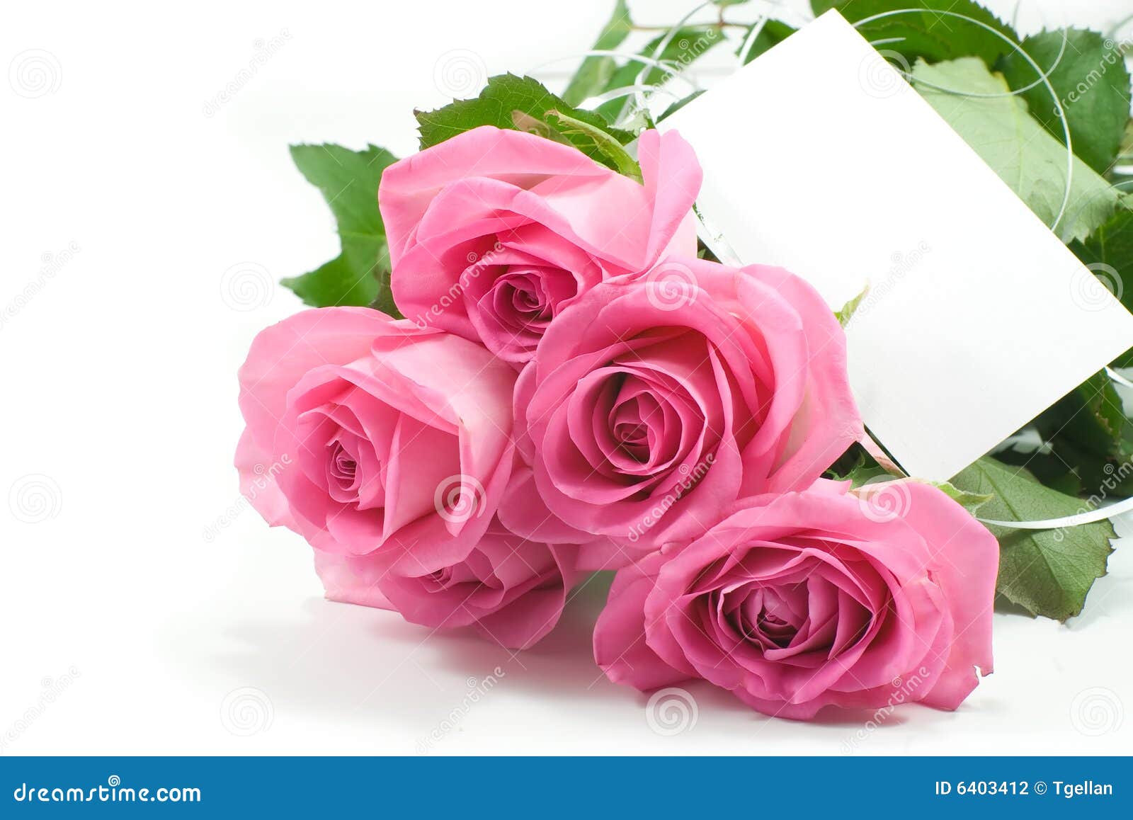 Five Pink Roses with Blank Card Stock Photo - Image of flower, delicate ...