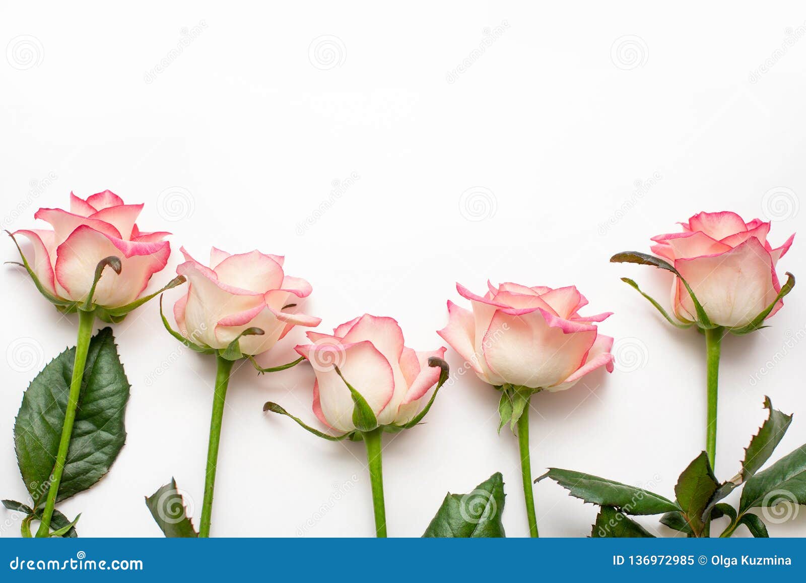 Five Pink Roses on a White Background, Beautiful Roses Stock Image ...