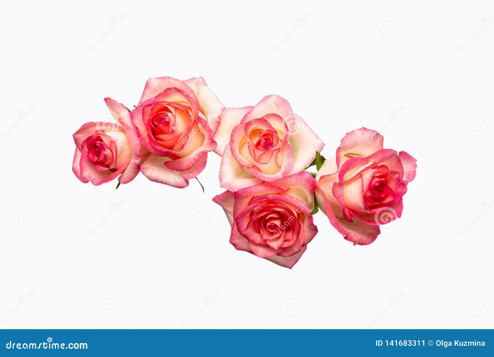 Five Pink Roses on a White Background, Beautiful Fresh Roses Stock ...