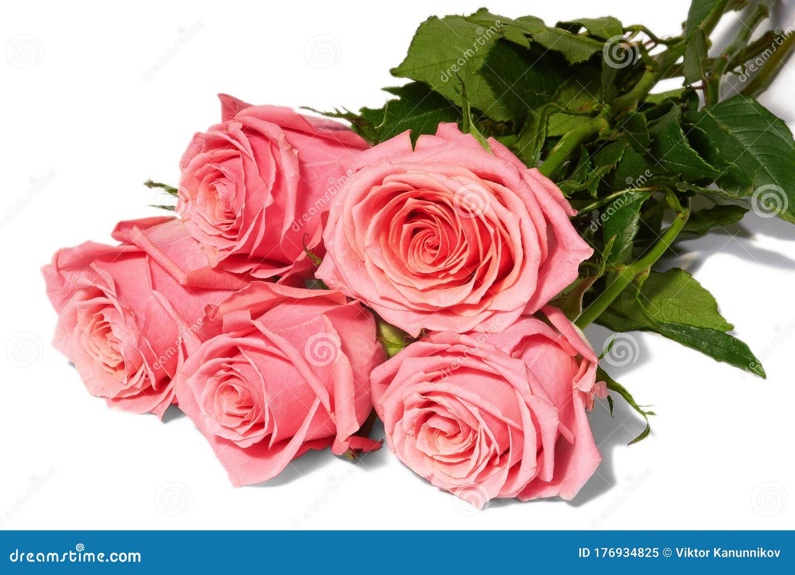 Five Pink Roses on White Background Stock Image - Image of bouquet ...