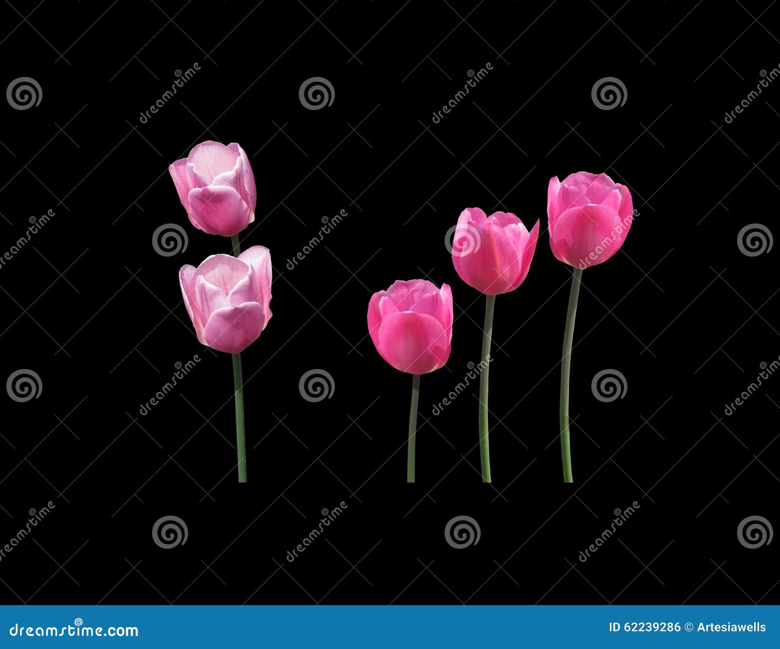 Five pink tulips stock photo. Image of five, color, flower - 62239286