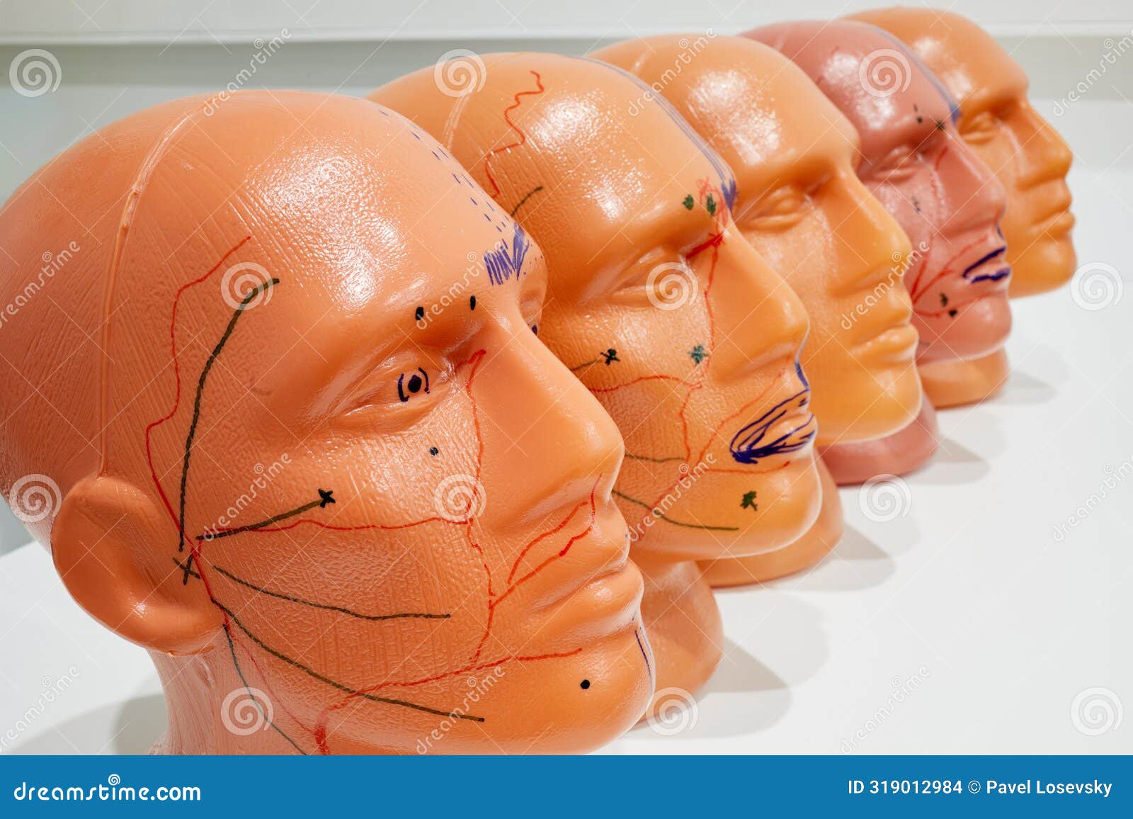 Plastic Human Body Model. Stock Photography | CartoonDealer.com #74866250