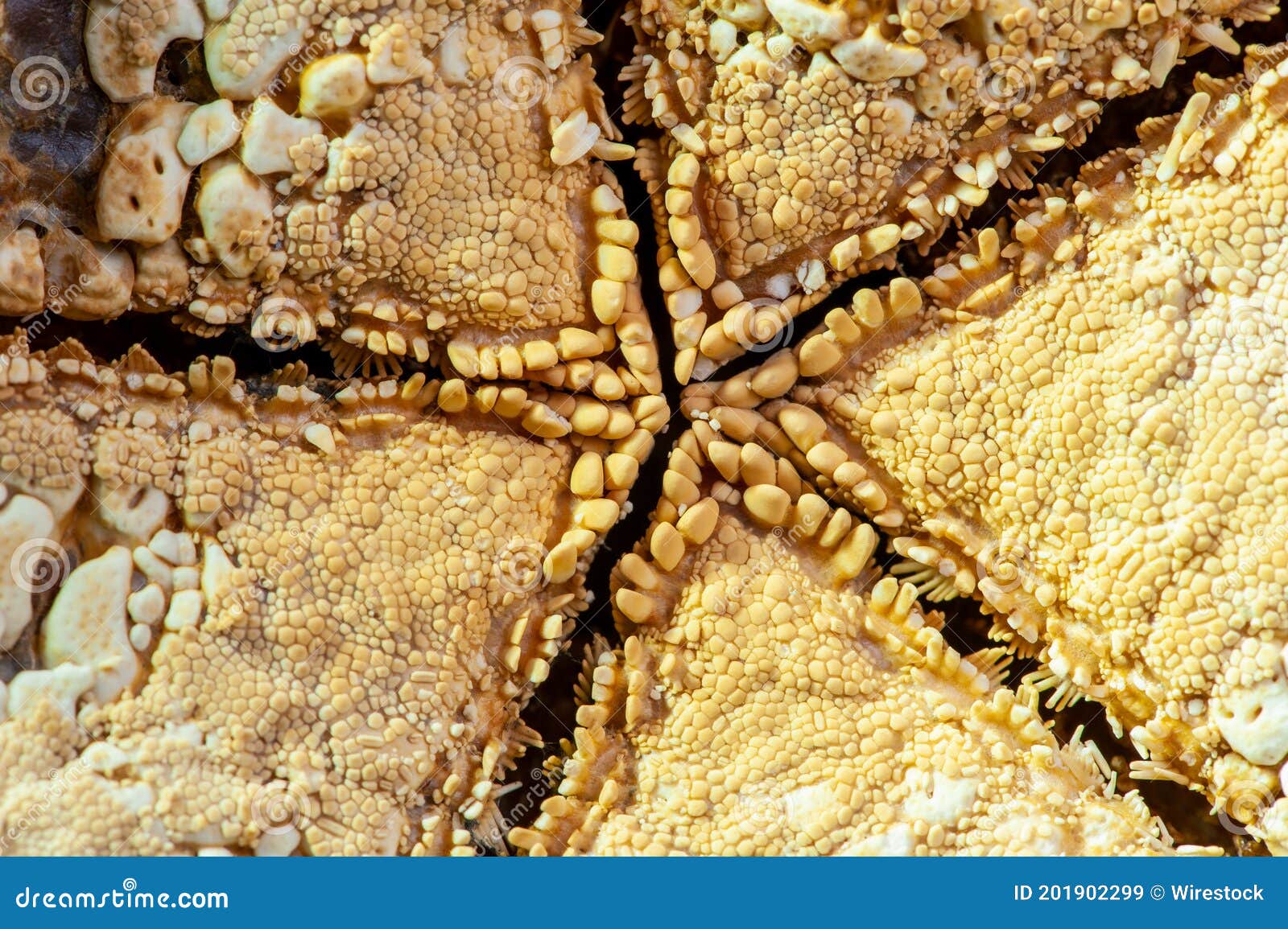 Five-pointed Star-shaped Bottom Side of a Starfish, Macro Shot Stock ...