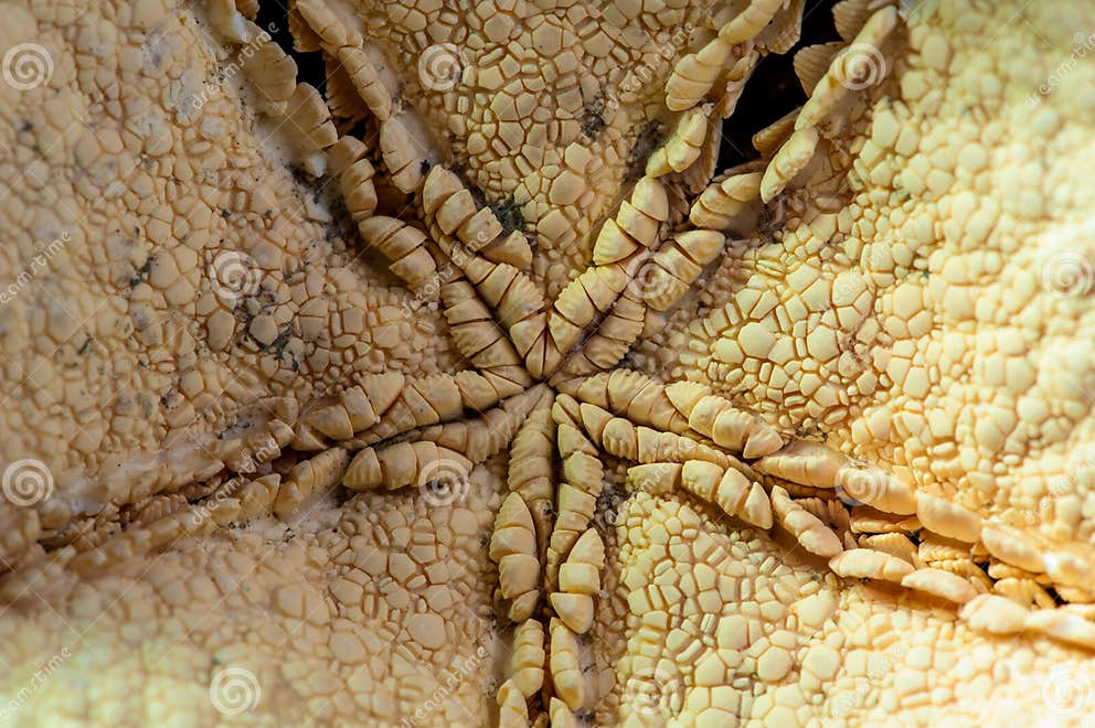 Five-pointed Star-shaped Bottom Side of a Starfish, Macro Shot Stock ...