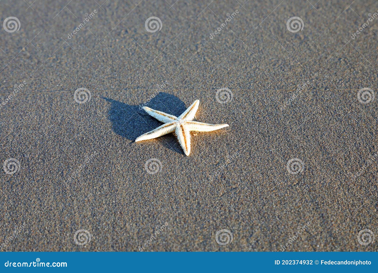 Five Pointed Starfish on the Sand of the Beach Stock Photo - Image of ...