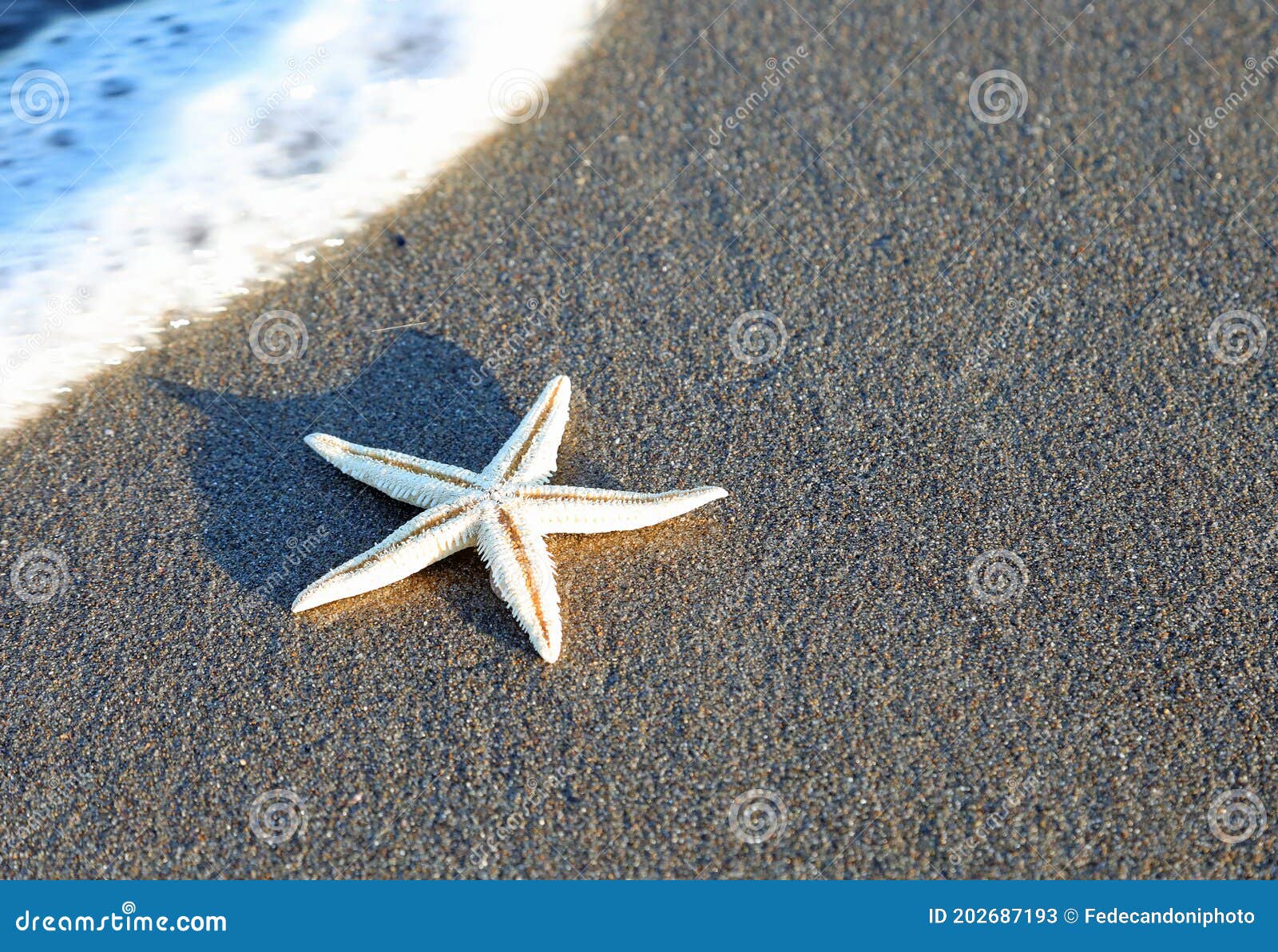 Five-pointed Starfish at Sunset on the Beach Stock Image - Image of ...