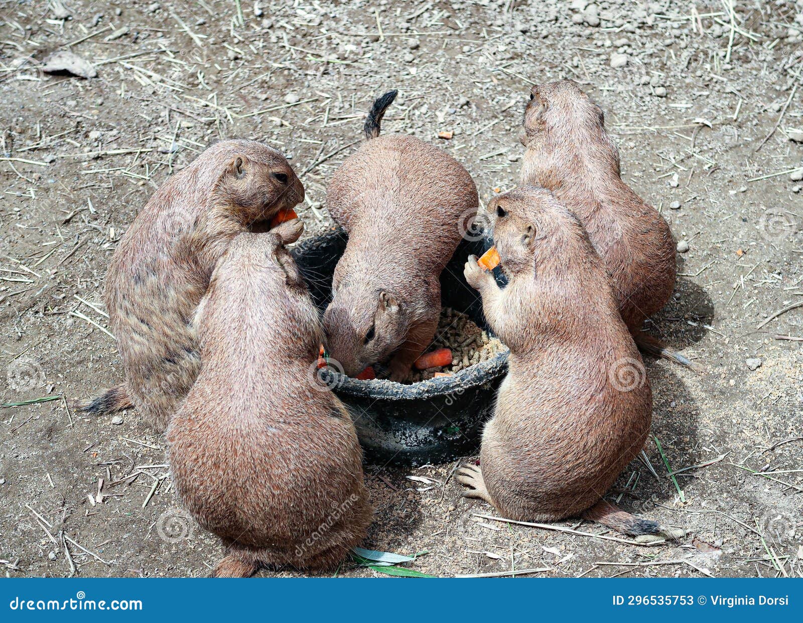 Five Prairie Dogs Eating a Meal. Stock Image - Image of rodent ...