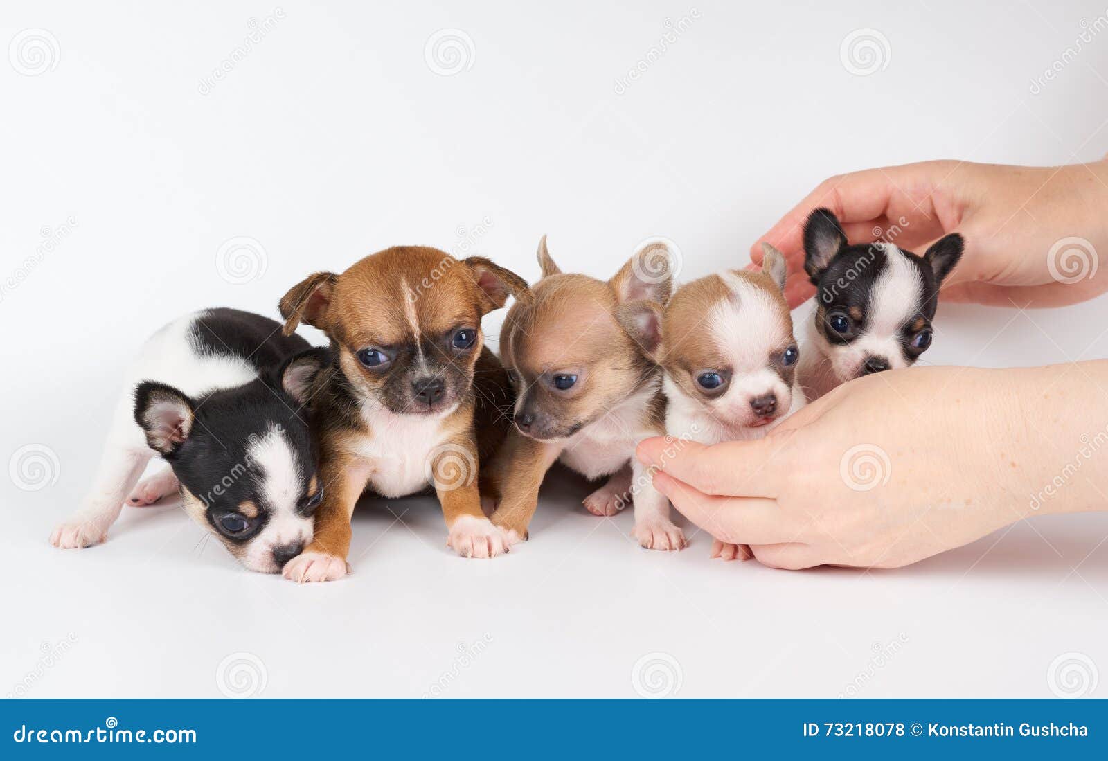 Five puppies of Chihuahua stock photo. Image of lovely - 73218078