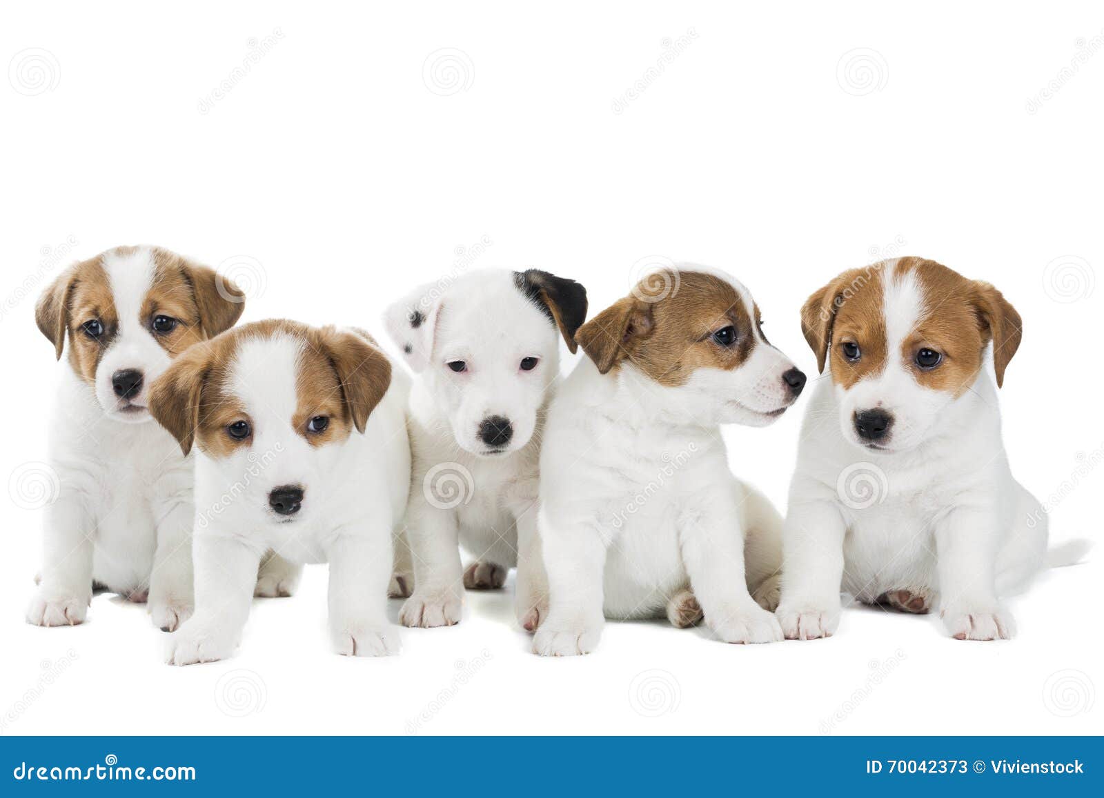 1,001 Five Puppies Stock Photos - Free & Royalty-Free Stock Photos from ...