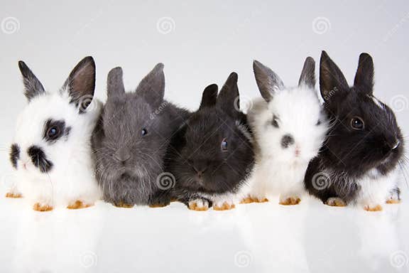 Five rabbit stock image. Image of isolated, five, domestic - 3317035