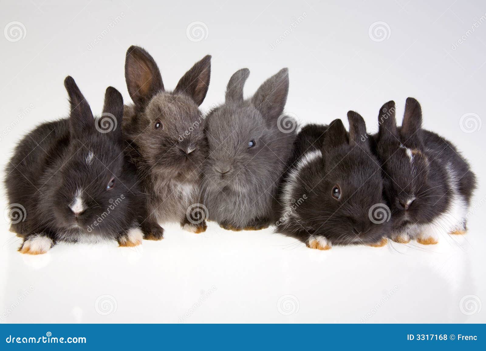 Five rabbit stock photo. Image of black, tender, animal - 3317168