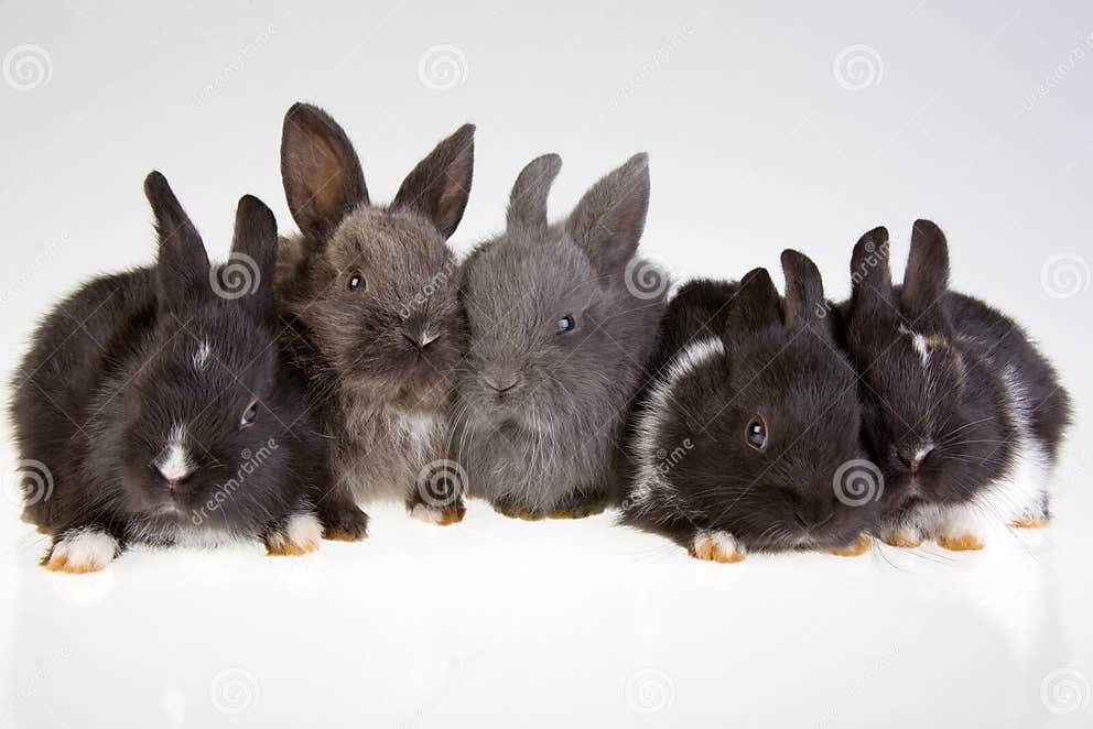 Five rabbit stock photo. Image of black, tender, animal - 3317168