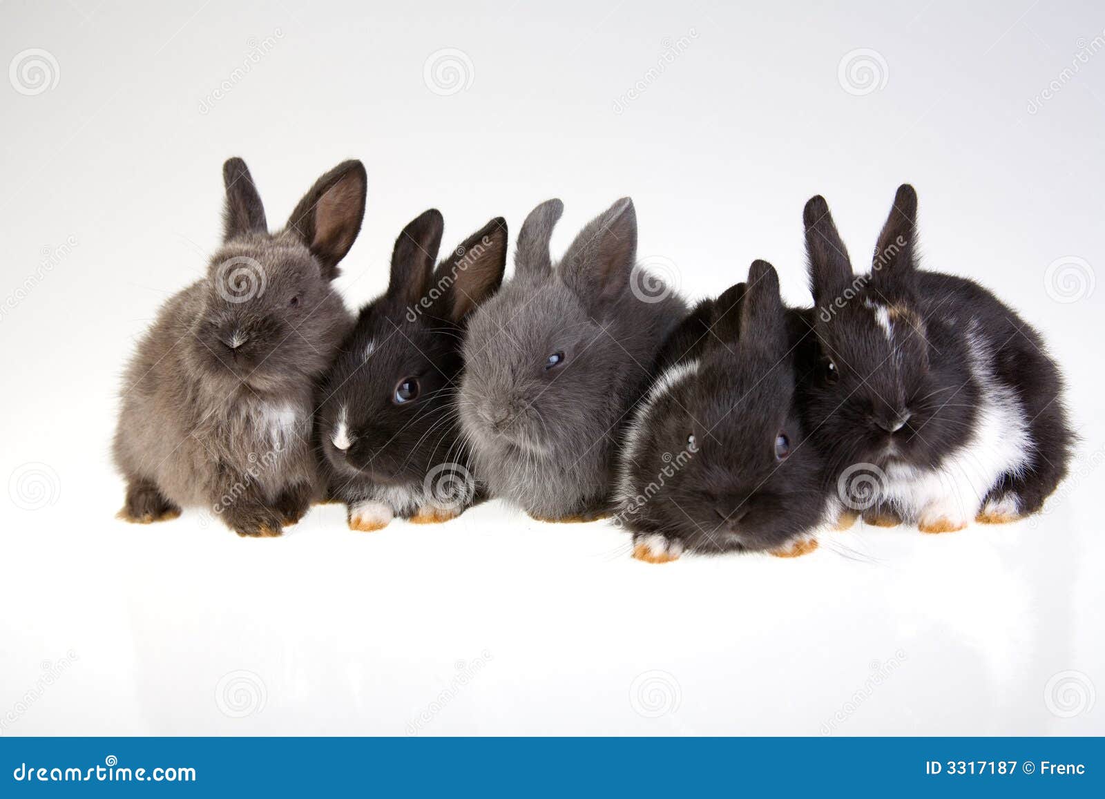 Five Rabbit Picture. Image: 3317187