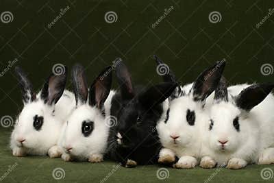 Five rabbits stock photo. Image of cute, pretty, mammal - 4376160