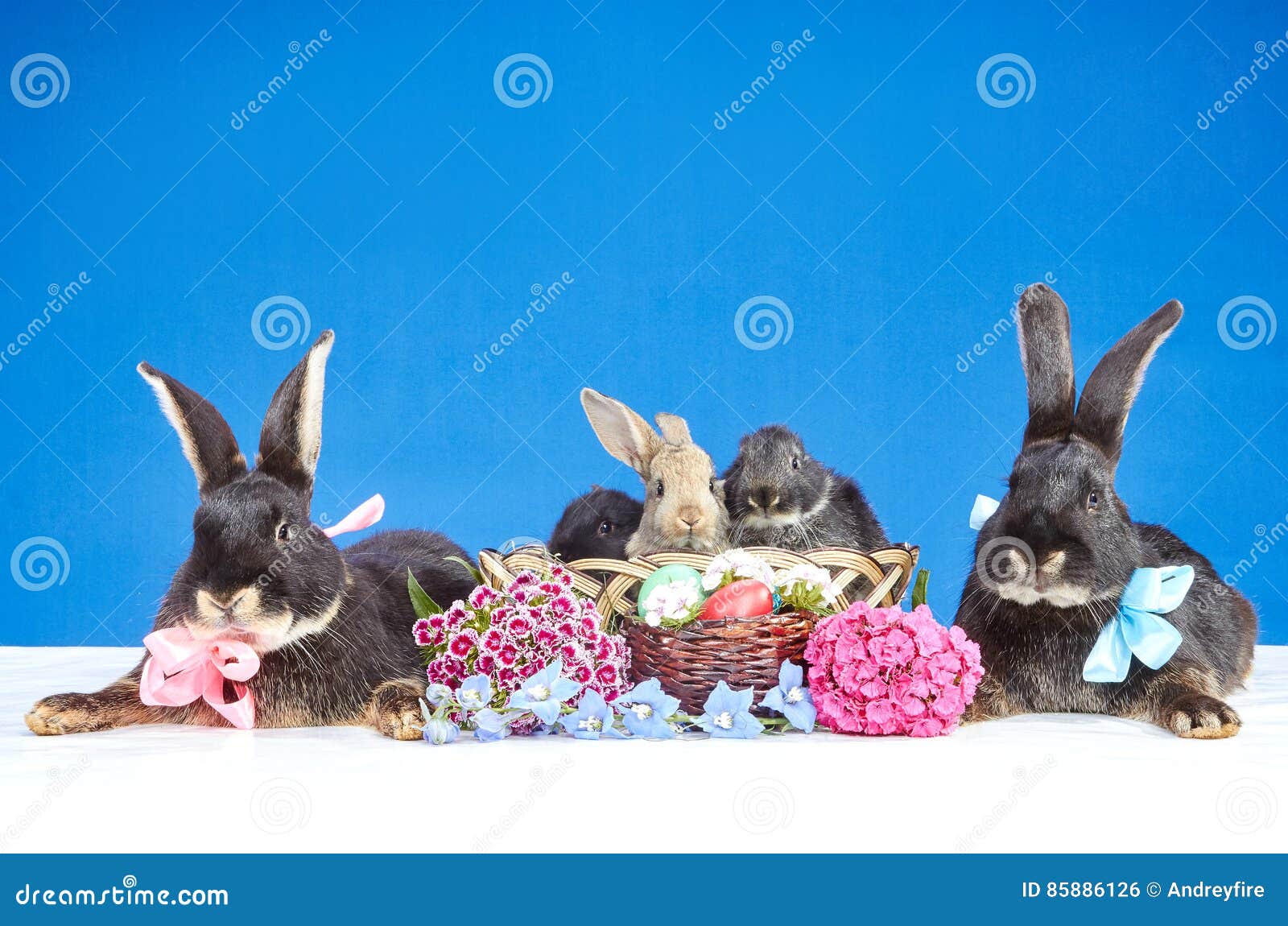 Five Rabbits Stock Photo | CartoonDealer.com #4376160