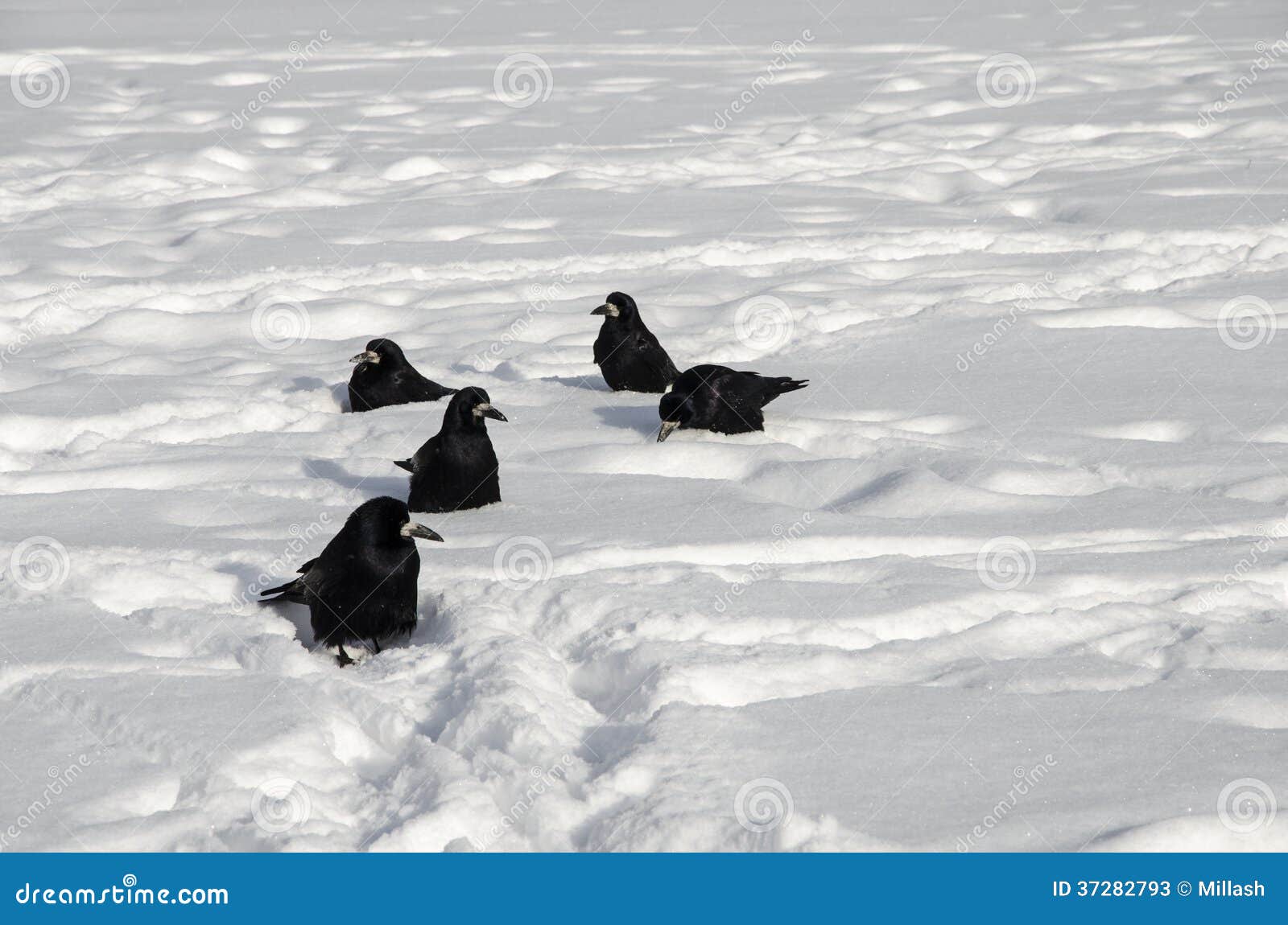 Five Crows Stock Photos - Free & Royalty-Free Stock Photos from Dreamstime