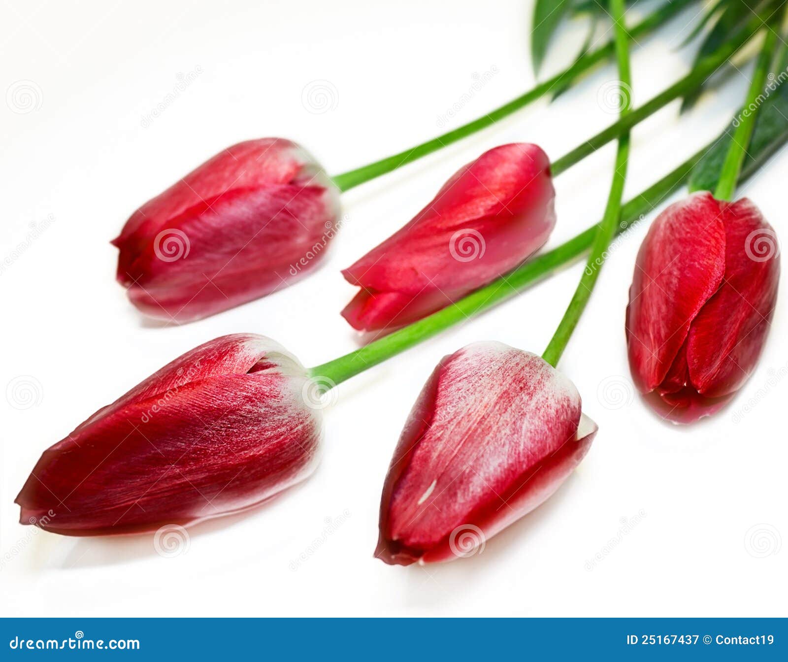 Five red buds of tulips stock image. Image of leaf, botany - 25167437