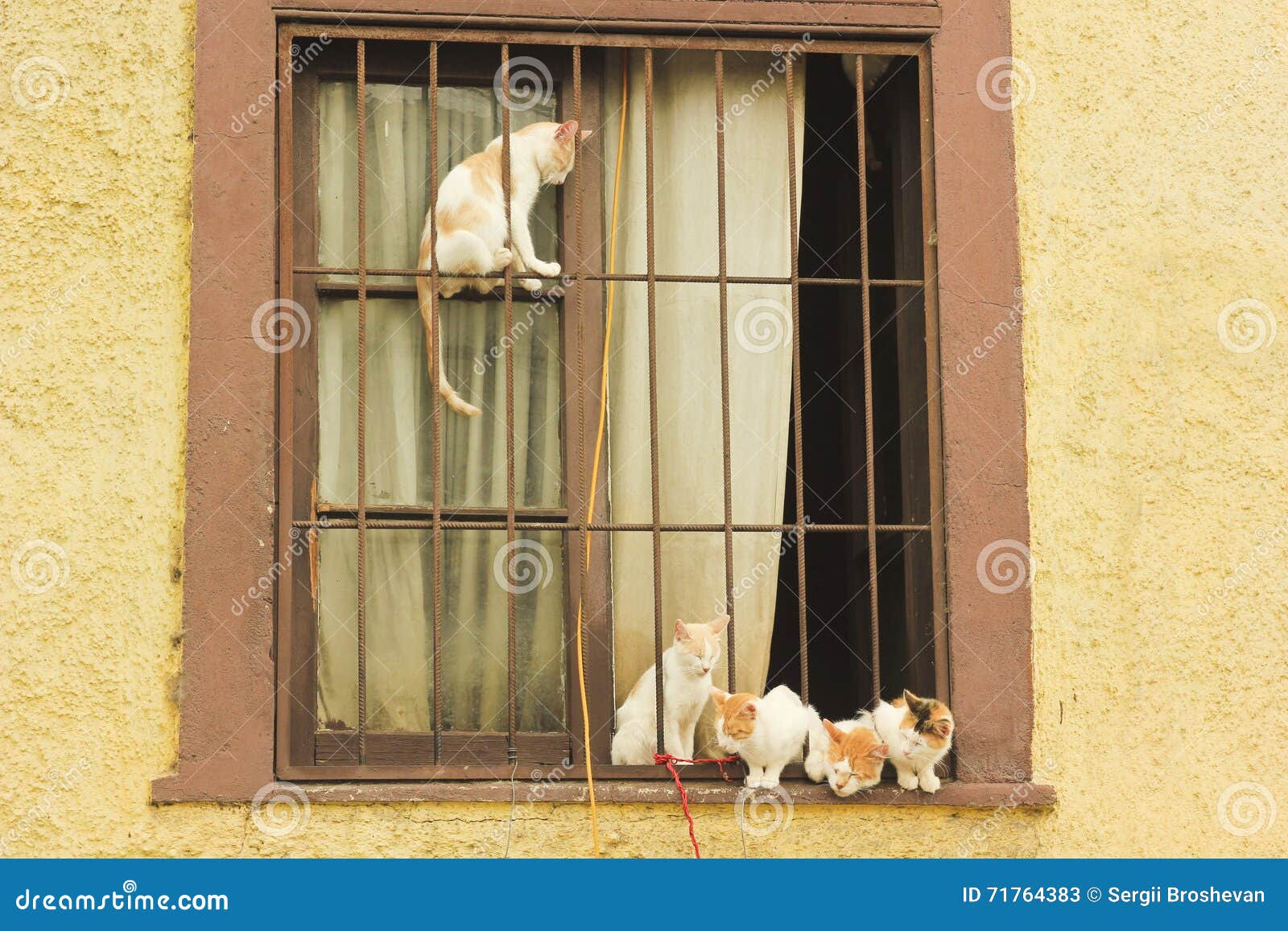 Five Red Cats in Window with Bars Stock Image - Image of young, feline ...