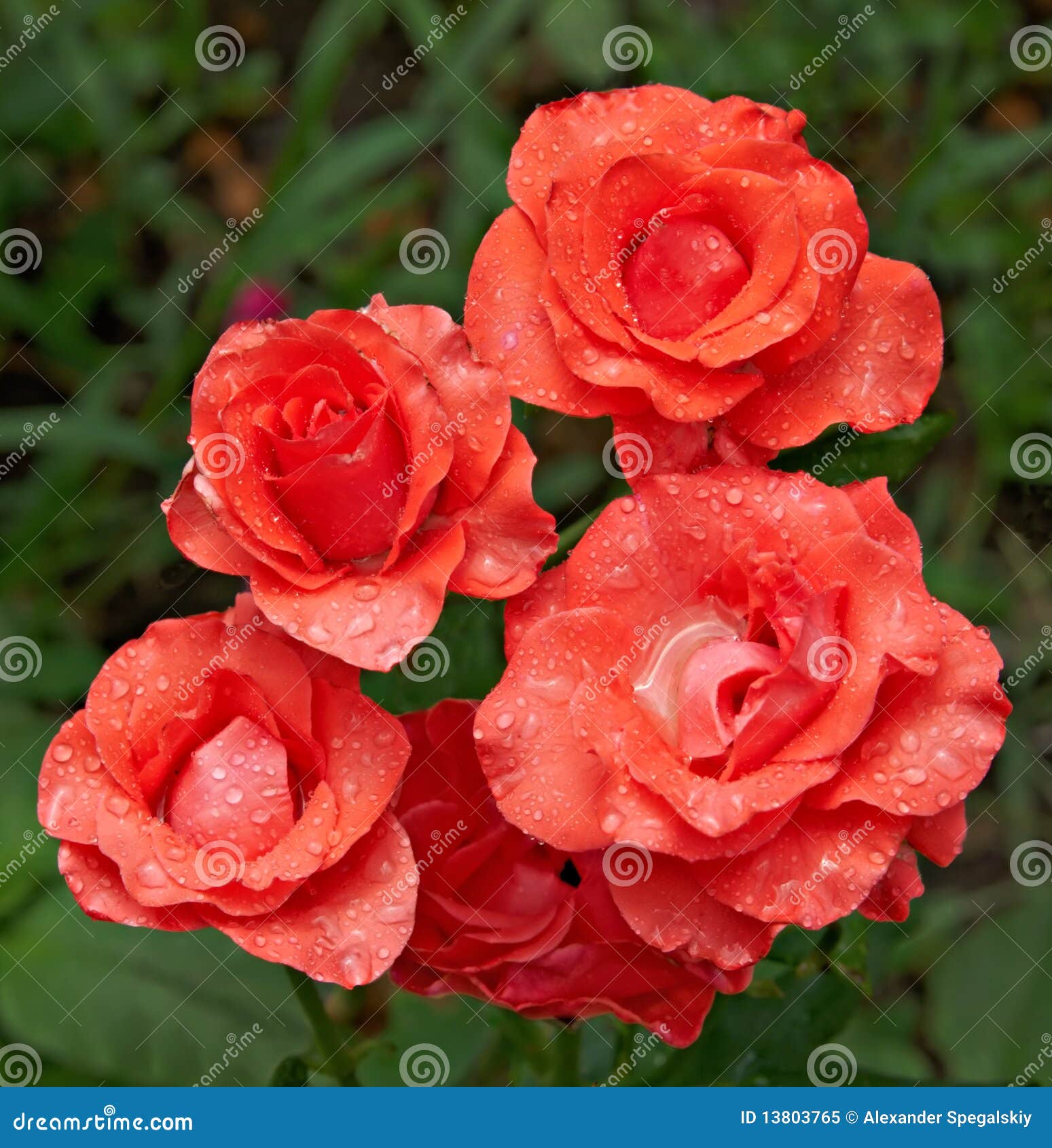 Five Red Roses stock image. Image of glamour, bloom, aroma - 13803765
