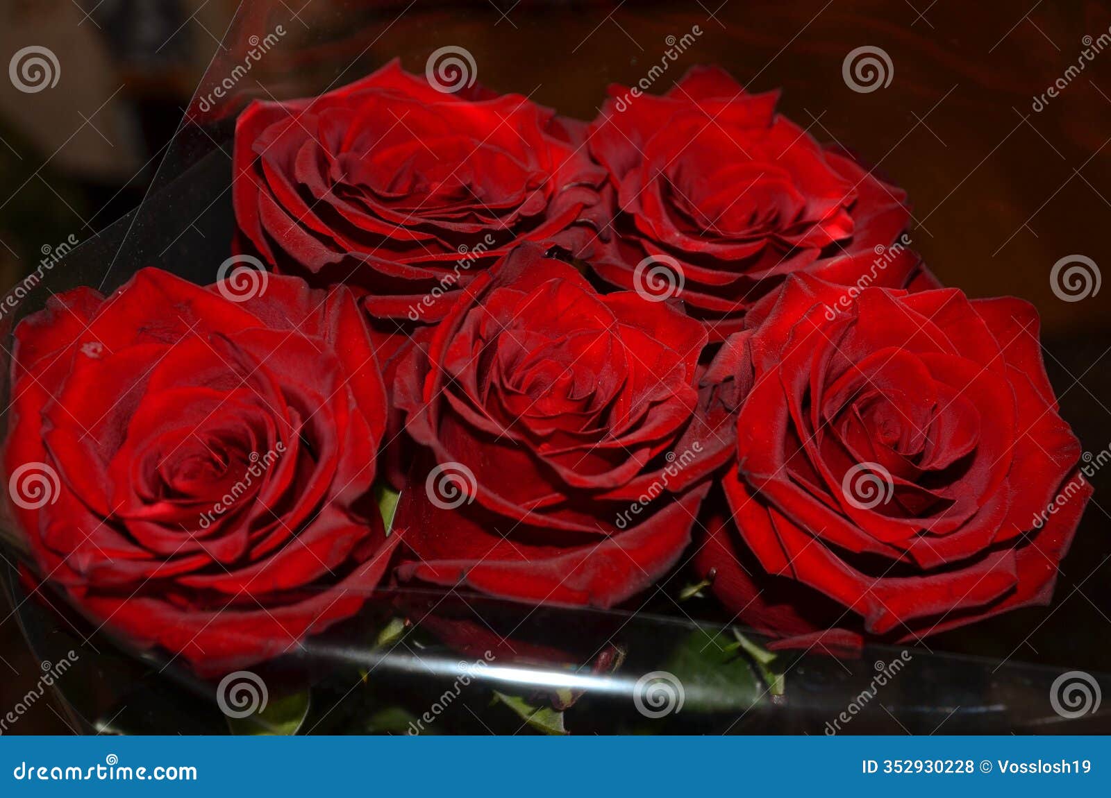Five Red Roses As a Symbol of Romance. Stock Photo - Image of nature ...