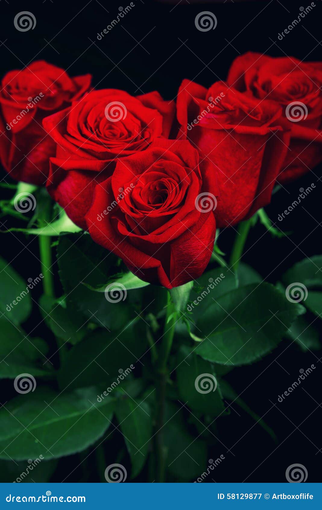 Five red roses stock image. Image of gift, center, curl - 58129877