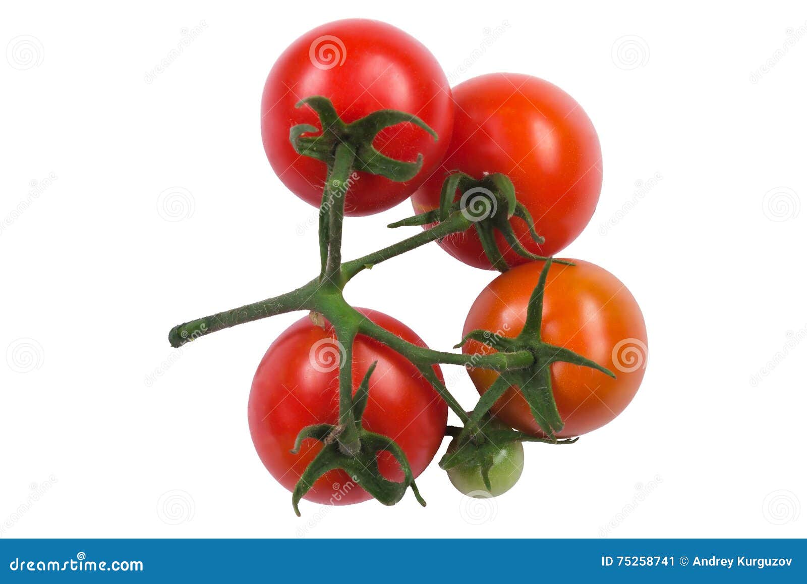Five Red Tomatoes on a Branch Stock Image - Image of scenery, cherry ...