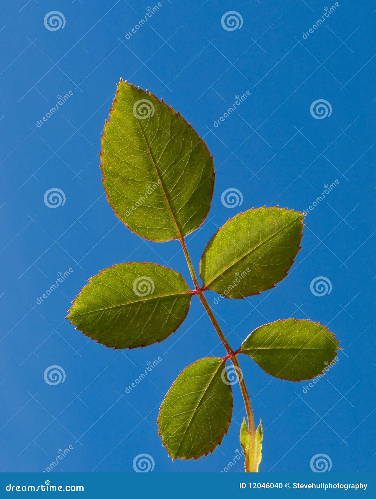 Five Rose Leaves Against Sky Stock Photo - Image of copy, growing: 12046040