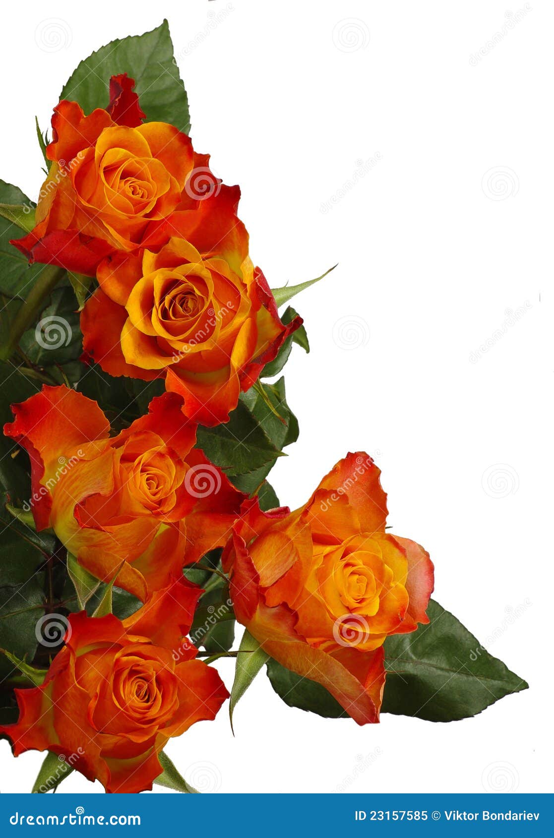Five roses stock image. Image of leaf, detail, flower - 23157585