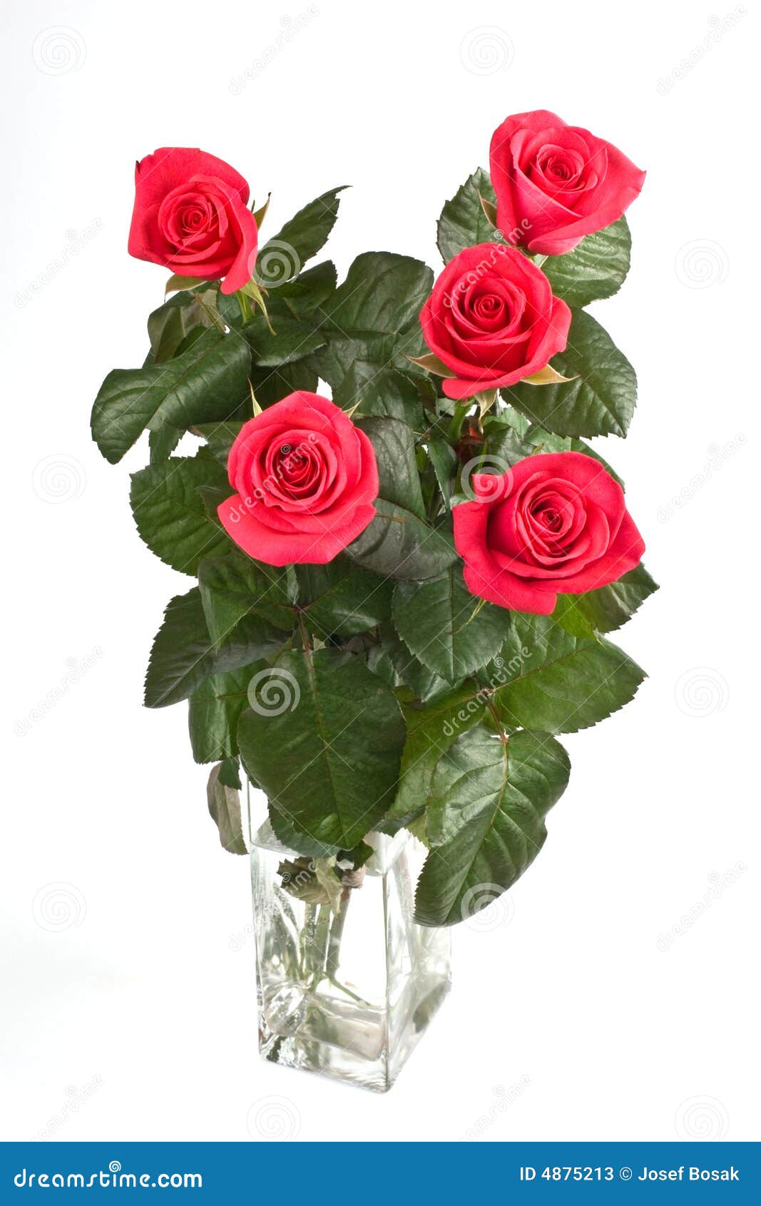 Five roses stock image. Image of delicacy, romantic, flower - 4875213