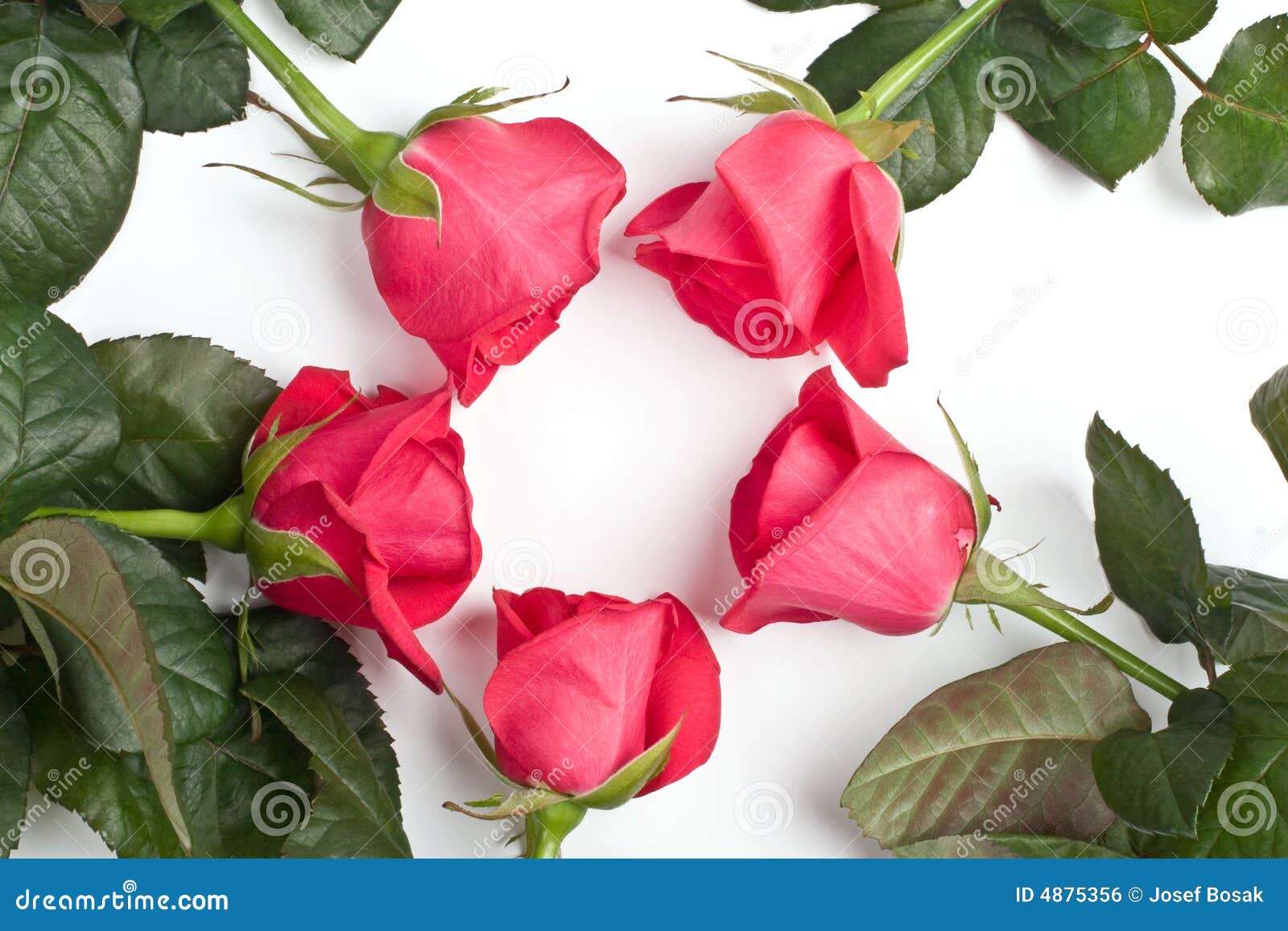 Five roses stock photo. Image of beauty, rosa, petal, nice - 4875356