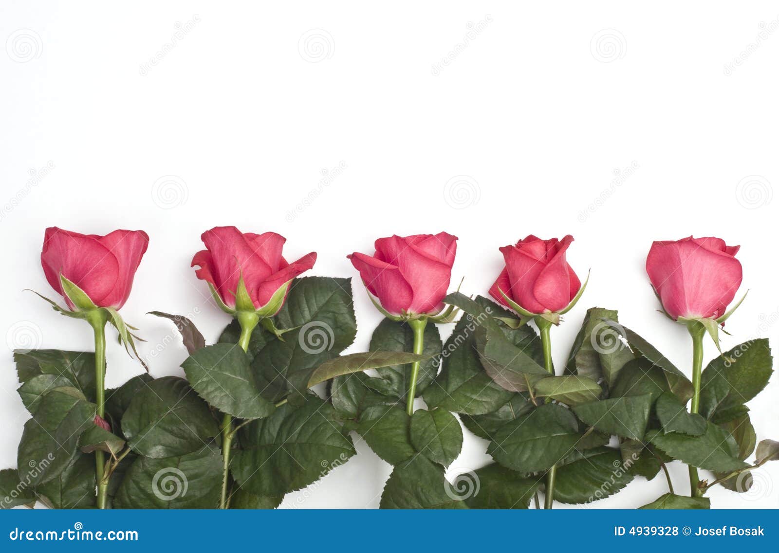 Five roses stock photo. Image of bright, colorful, smell - 4939328