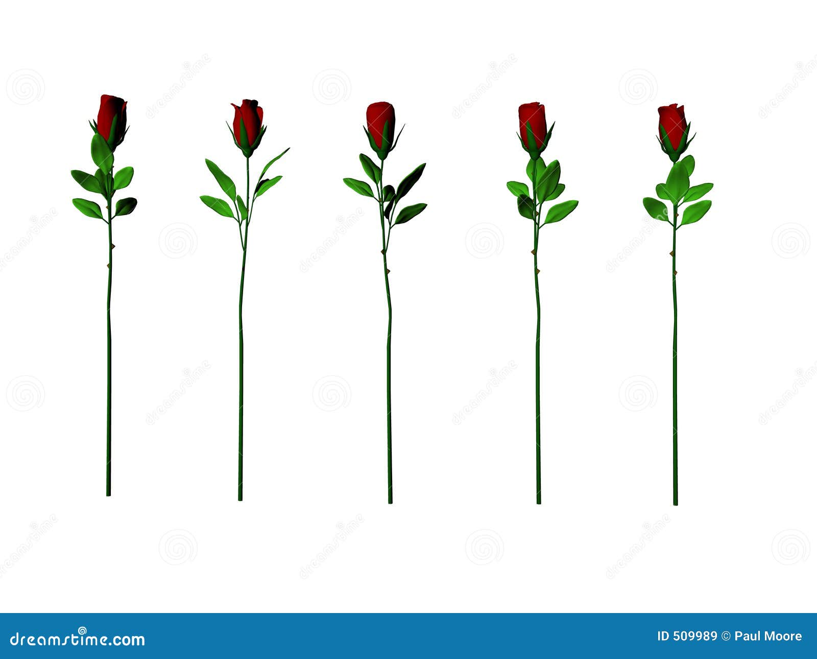 Five Roses stock illustration. Illustration of heart, admirer - 509989