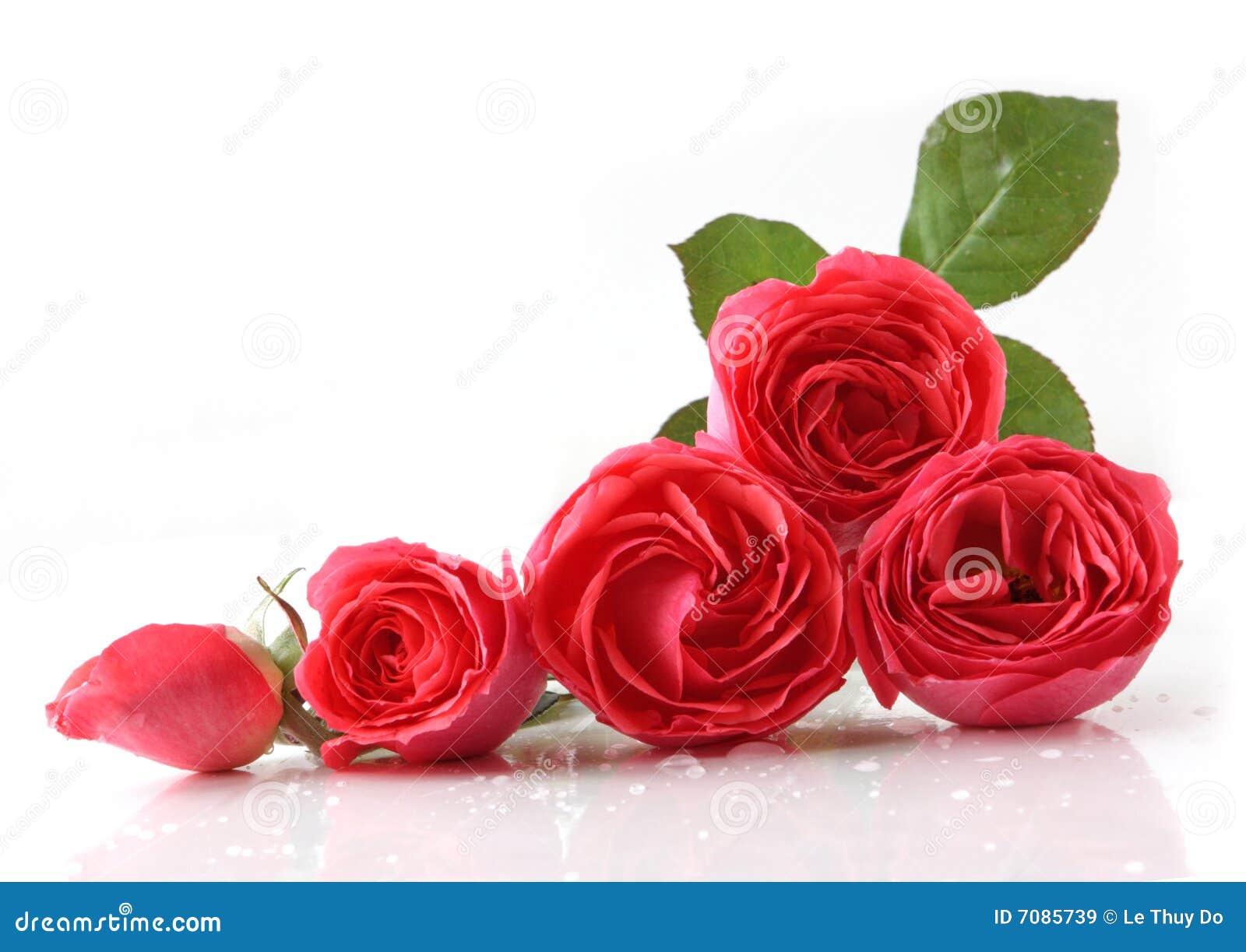Five roses stock image. Image of rosa, reflection, petals - 7085739