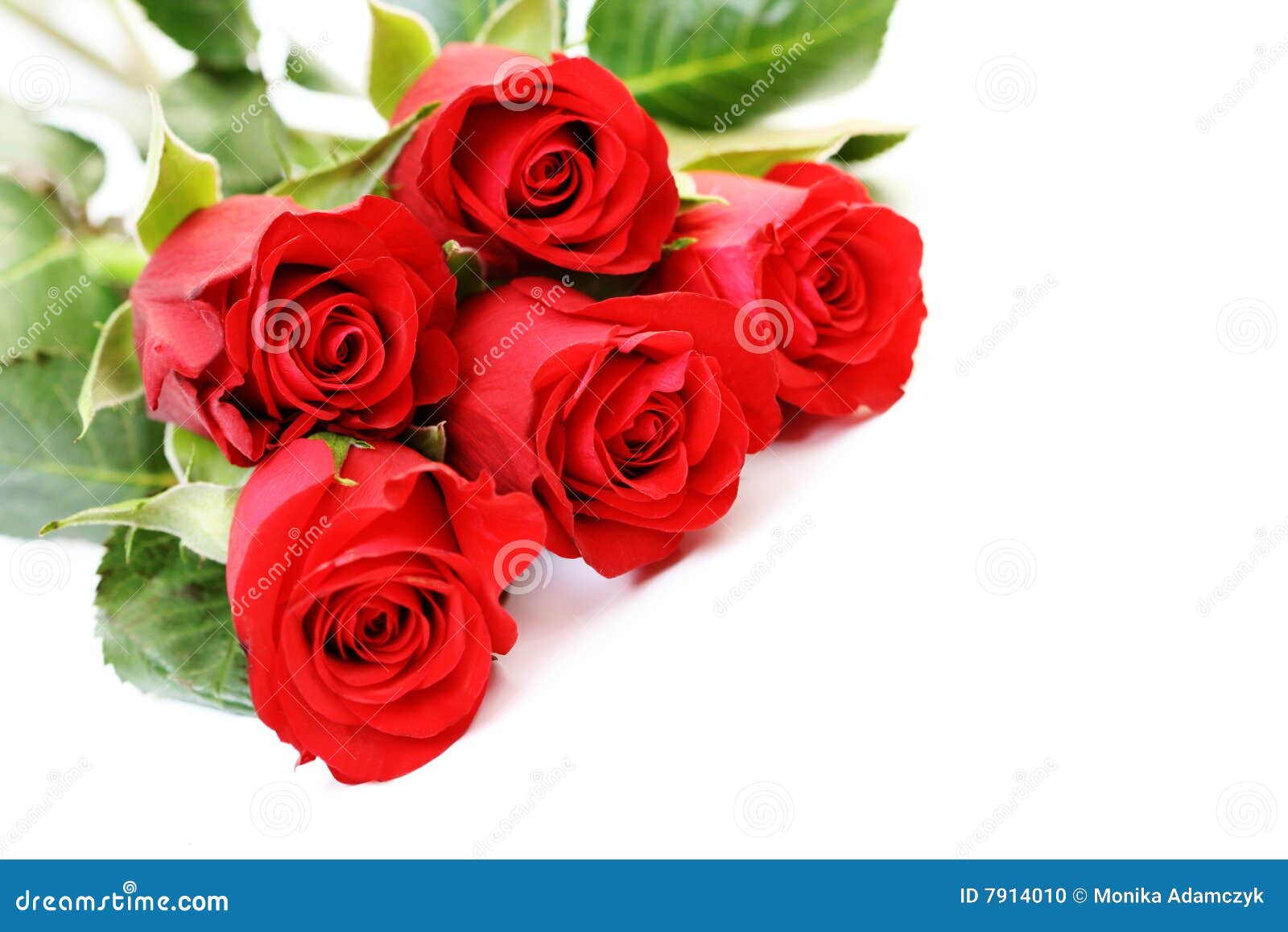 Five roses stock photo. Image of elegant, pure, love, isolated - 7914010