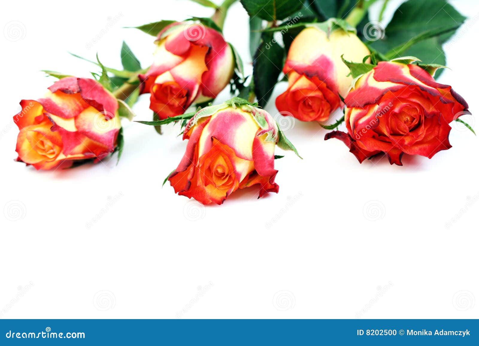 Five roses stock photo. Image of marriage, pure, vivid - 8202500