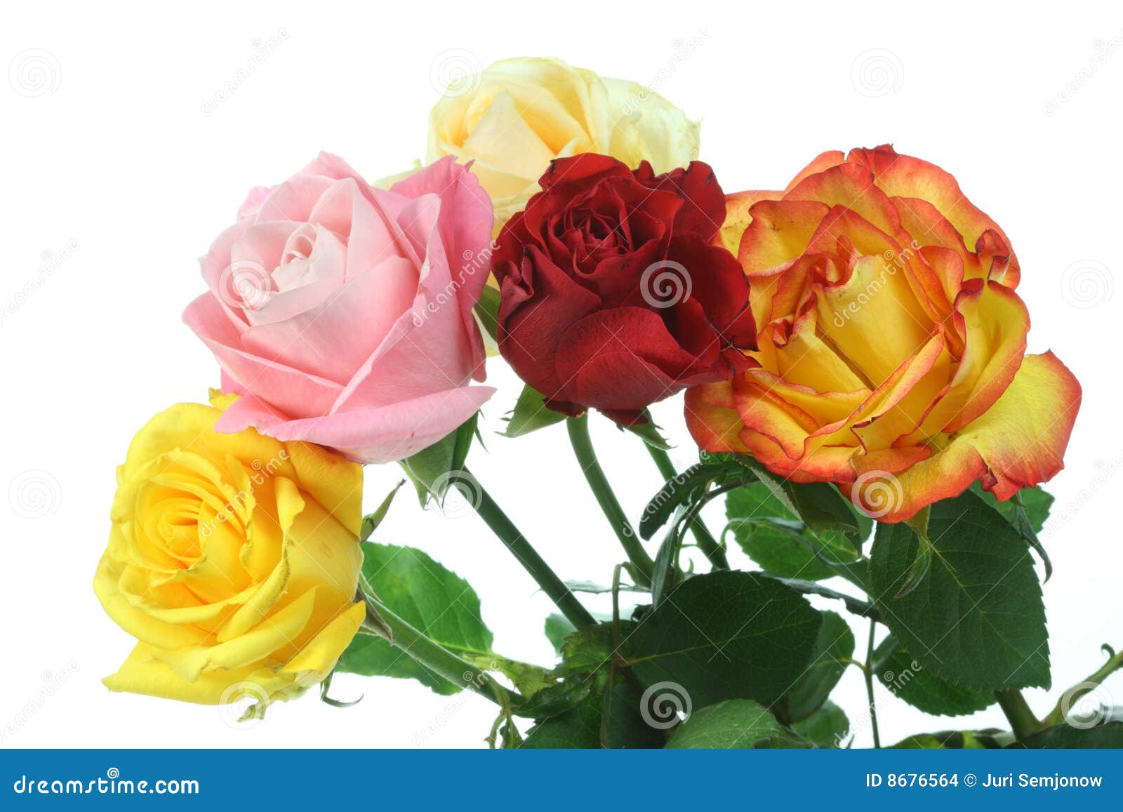 Five roses. stock photo. Image of blooming, floral, beautiful - 8676564