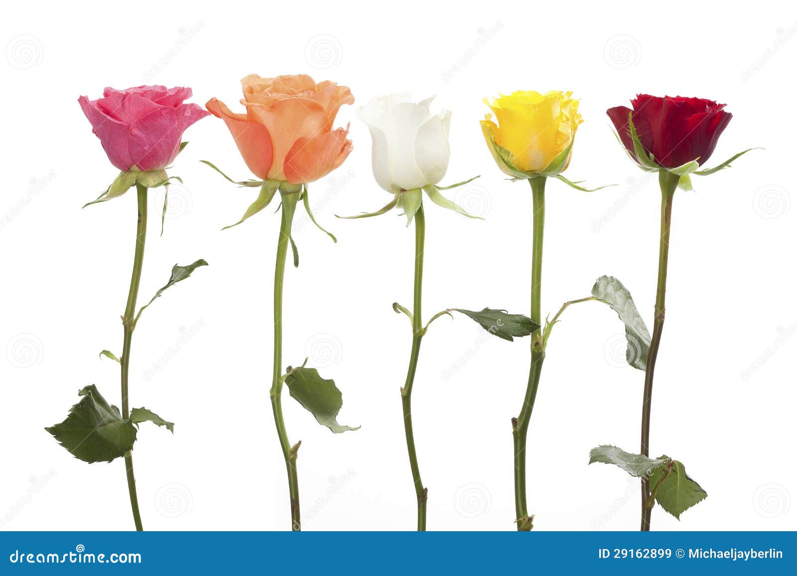 Five Roses In Different Colors Royalty Free Stock Images - Image: 29162899
