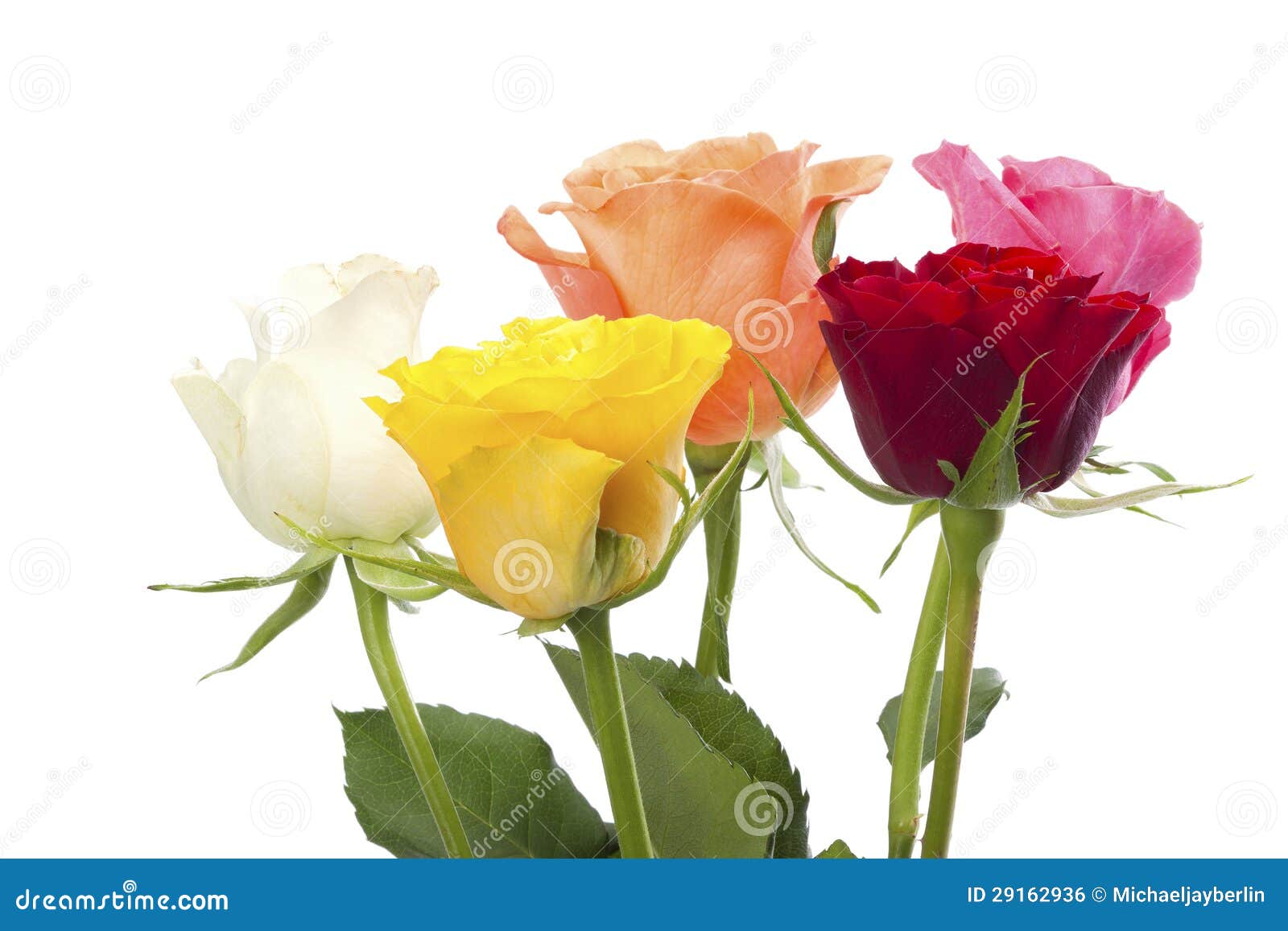 Five Roses in Different Colors Stock Photo - Image of flowers, white ...