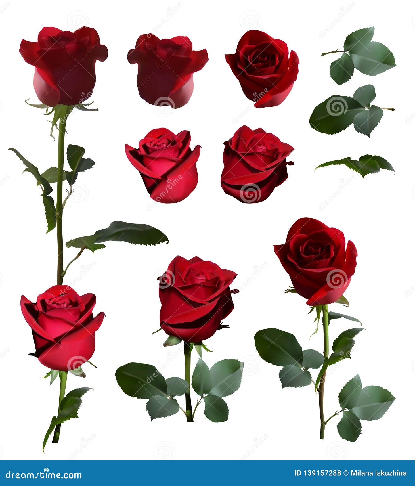 Five Roses Isolated from Different Angles on a White Background Stock ...