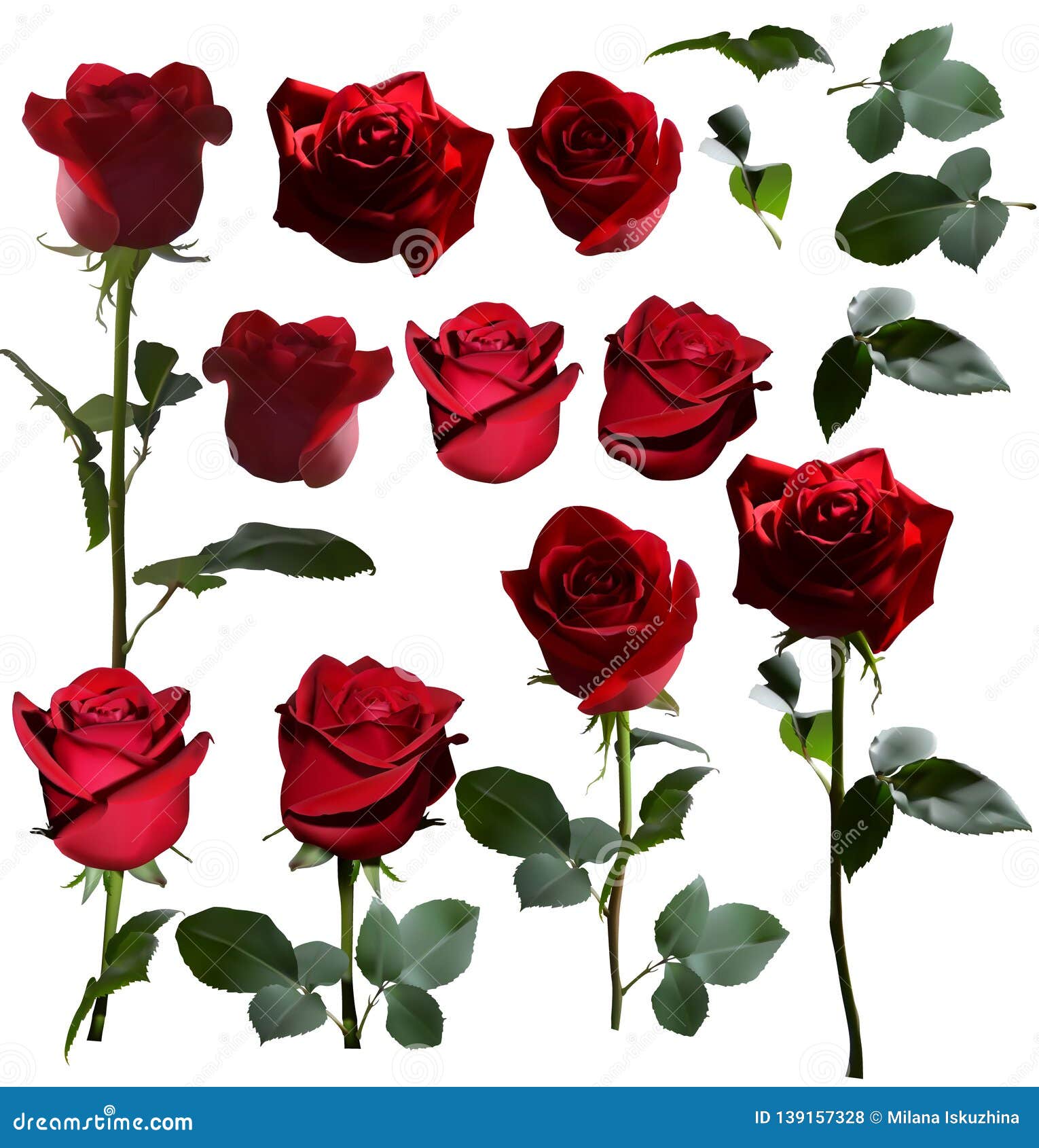 Five Roses Isolated from Different Angles on a White Background Stock ...